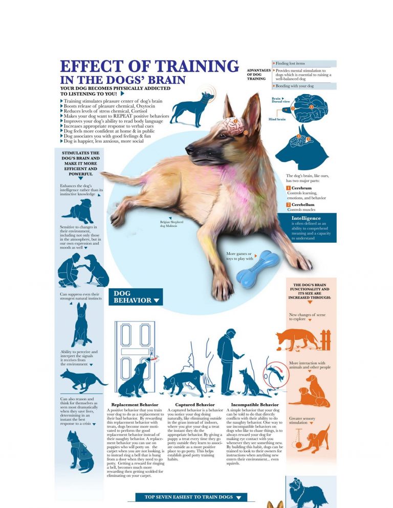 Effects of Training in the Dog’s Brain – Barb Levenson Dog Training
